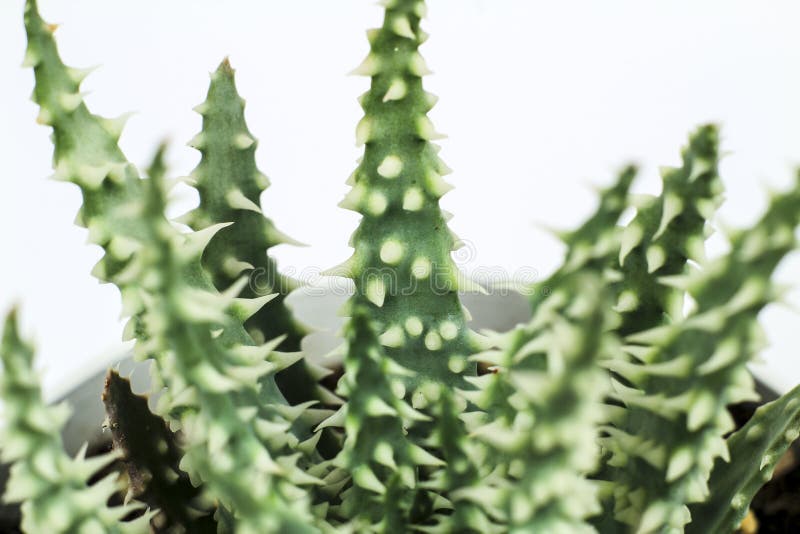 Aloe Humilis Plant on White Background Stock Image - Image of plant ...