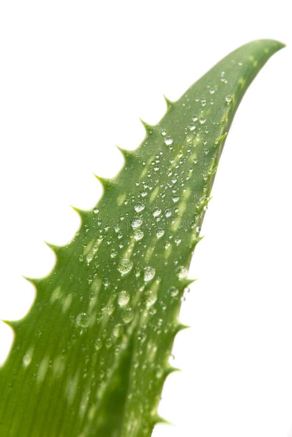Aloe leaf stock photo. Image of heal, isolated, plant - 9891628
