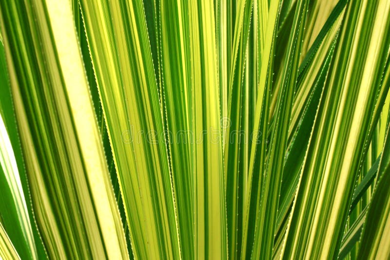 223 Striped Aloe Leaves Stock Photos - Free & Royalty-Free Stock Photos ...
