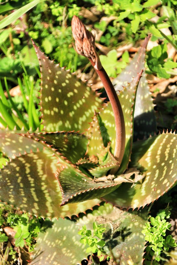 Aloe Maculata Plant in the Garden Stock Photo - Image of growth ...