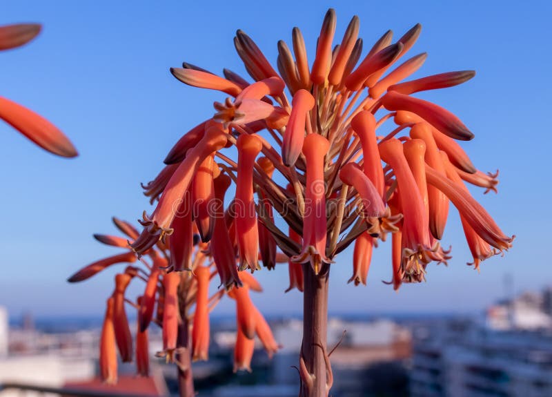 Aloe Mudenensis Orange Flower Close-up Outdoors Stock Image - Image of ...