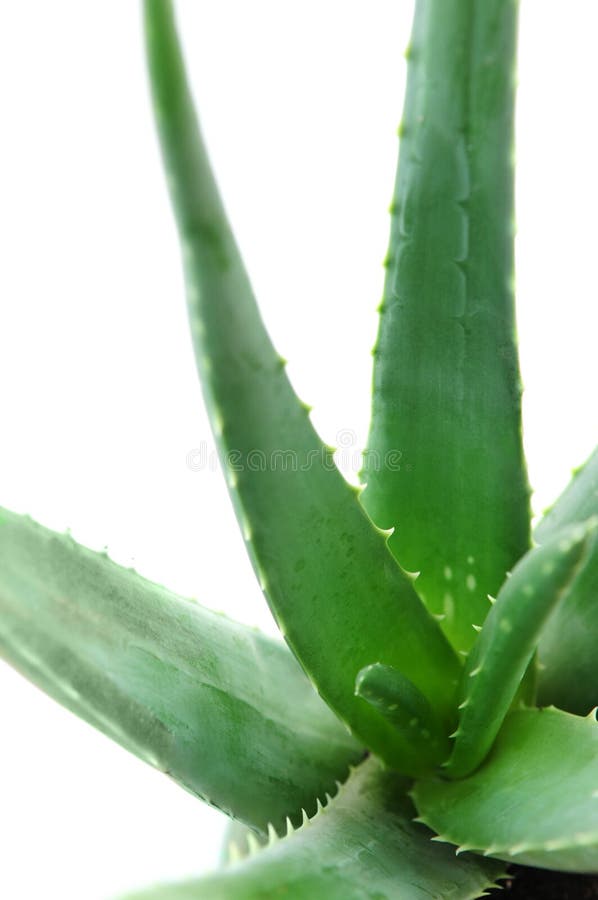 Aloe Arborescens stock image. Image of skin, cactus, curved - 1338093