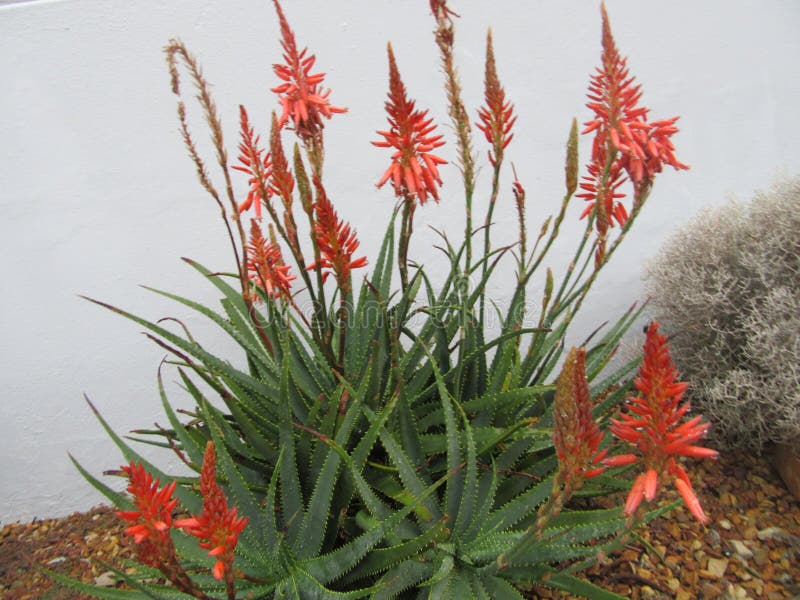 Aloe Plant stock photo. Image of octopus, cactus, waterwise - 275928366