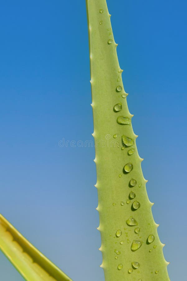 Aloe Plant Branch. Close Up Gradient Blue Background Stock Photo ...