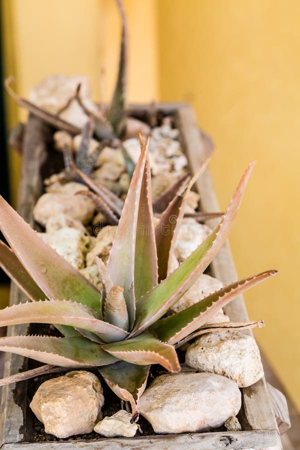 Aloe Plant in Flower Box stock image. Image of health - 63049939