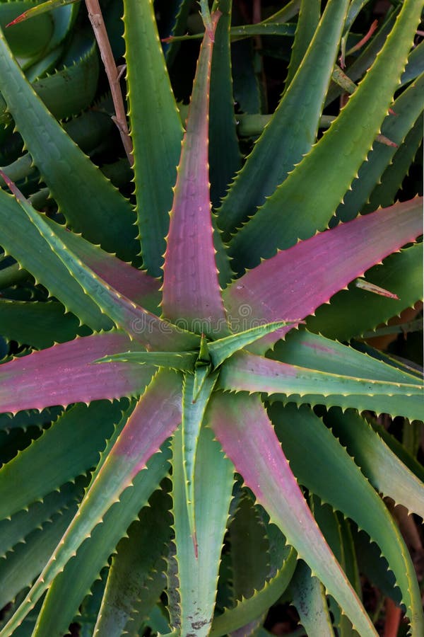 Aloe Plant with Purple Center Stock Photo - Image of cactus, background ...