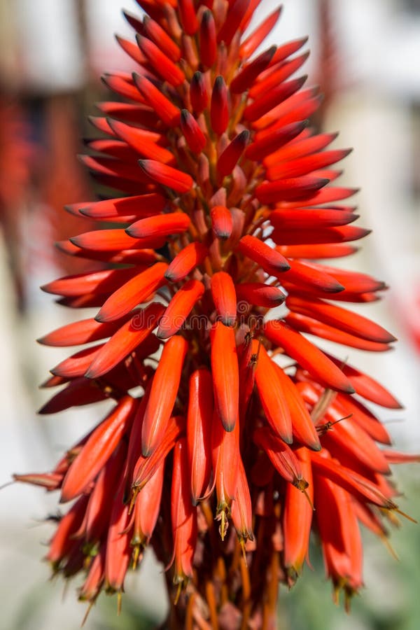 Aloe Plant with Red Flower in Vertical Stock Image - Image of natural ...