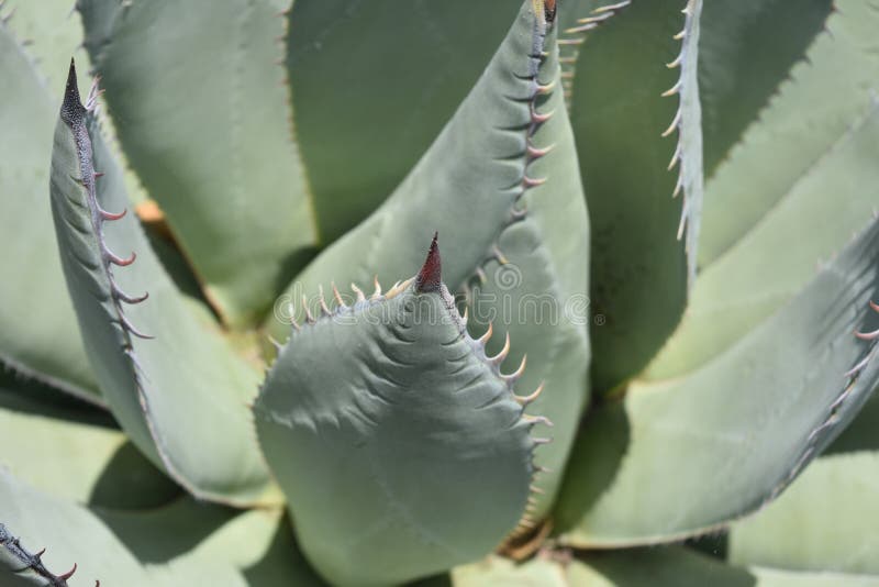 Sharp Spine Extending from an Aloe Plant Stock Photo - Image of vera ...