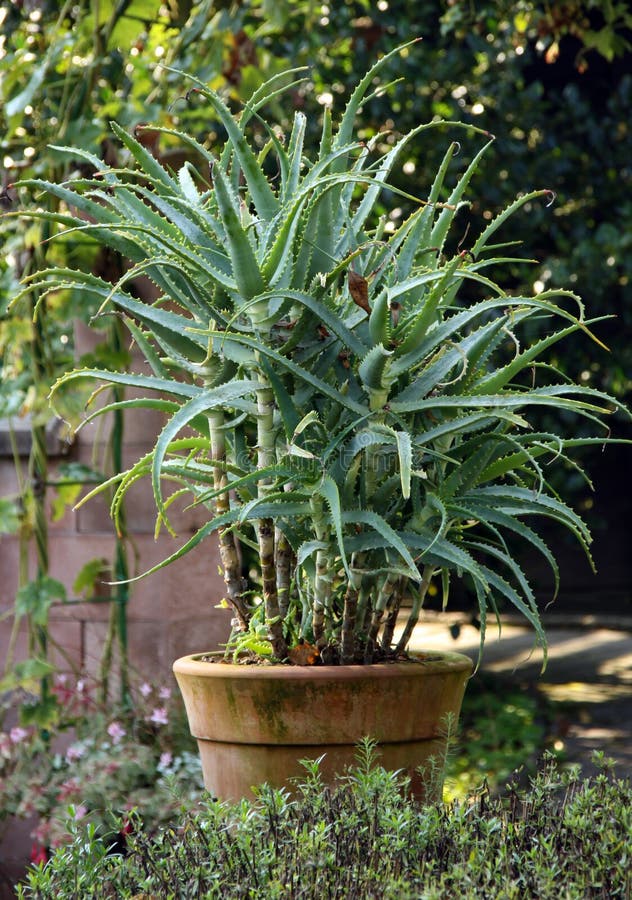 Aloe plants in pot stock photo. Image of plant, balcony - 21316312