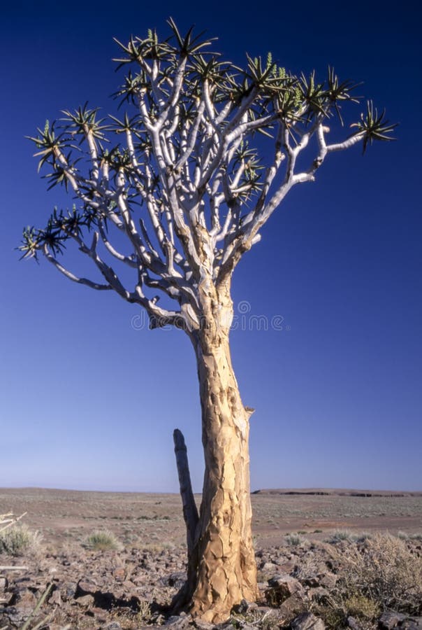 Aloe stock photo. Image of nature, outdoor, karas, forest - 116275970