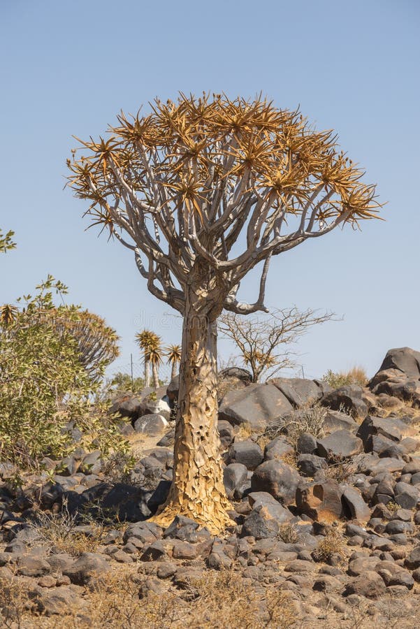 Aloe (quiver) Tree in Kokerboom Forest Stock Photo - Image of light ...
