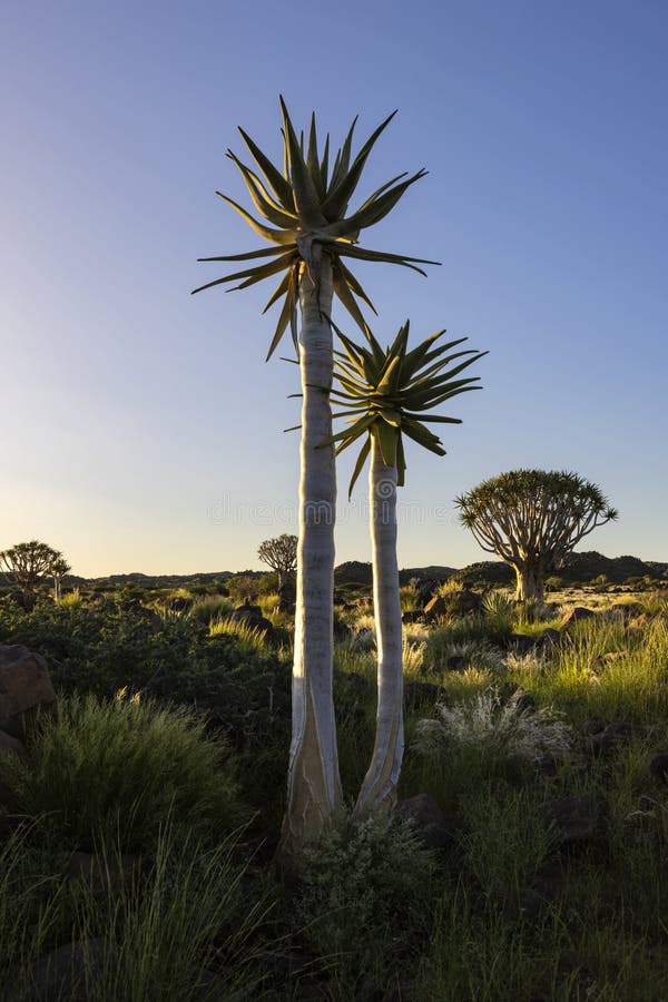 Aloe and Quiver Trees in Quiver Tree Forest Stock Photo - Image of ...