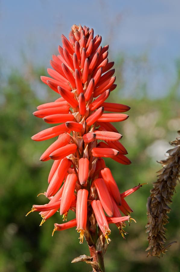 Aloe rosso del fiore immagine stock. Immagine di villaggio - 64789115