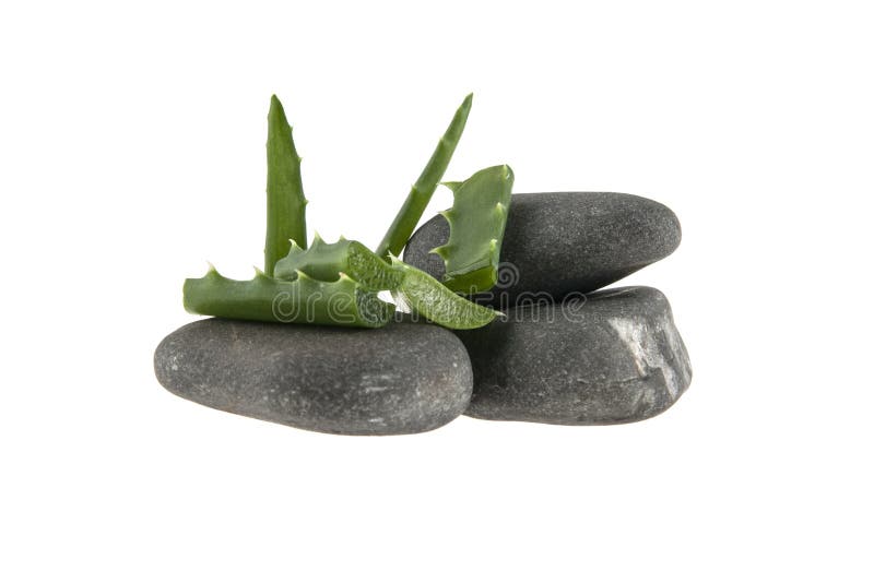 Aloe and Sea Stones Isolated on White Stock Photo - Image of macro ...