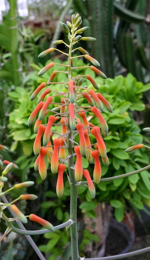 (Aloe Sp.) Red Succulent Flowers with Succulent Leaves Stock Image ...