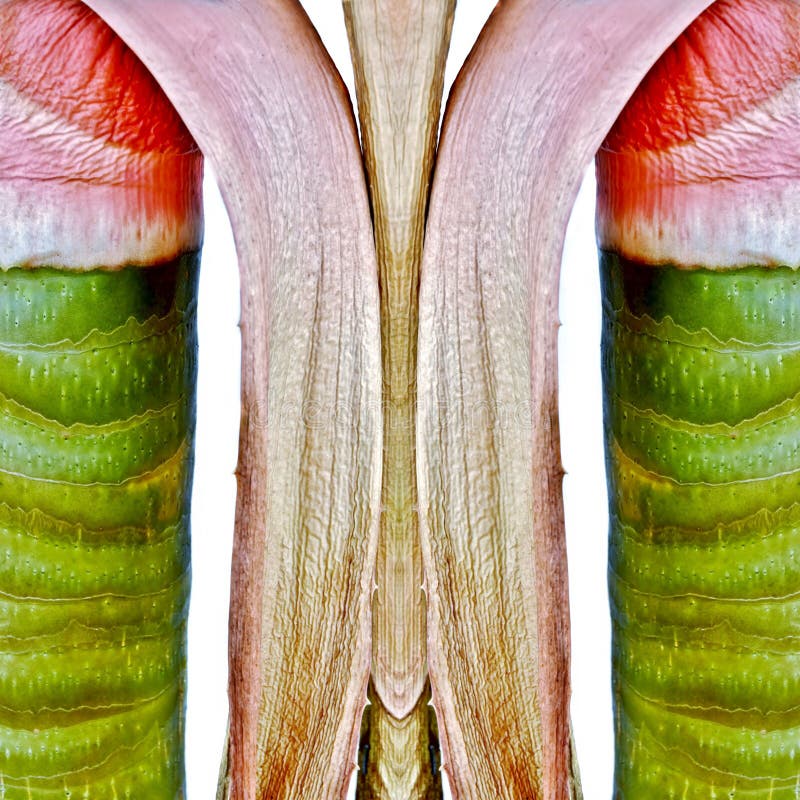 Aloe stem with leaf stock photo. Image of africa, close - 103866498