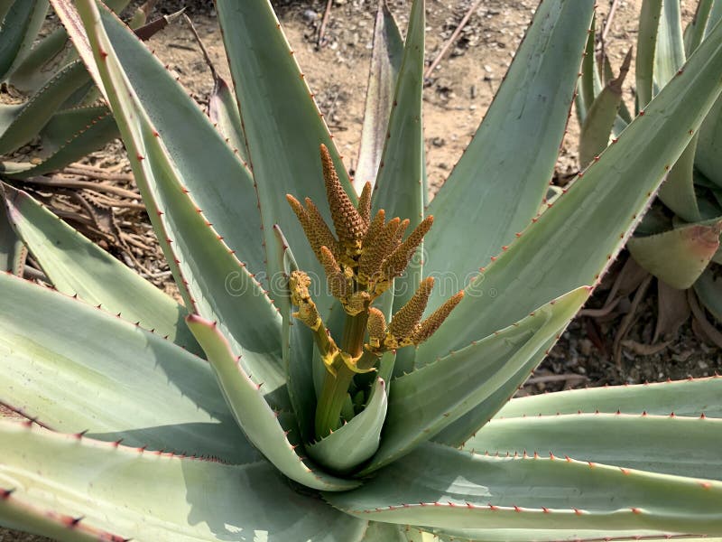 Aloe Terrifying Latin - Aloe Ferox Mill Stock Photo - Image of leaf ...
