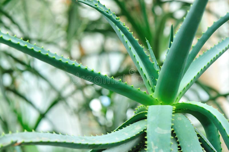 Aloe tree stock photo. Image of botany, detail, green - 30856080