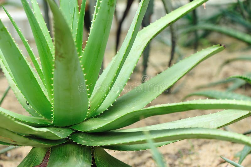 Aloe tree stock photo. Image of leaf, aloe, prickly, flower - 30856126