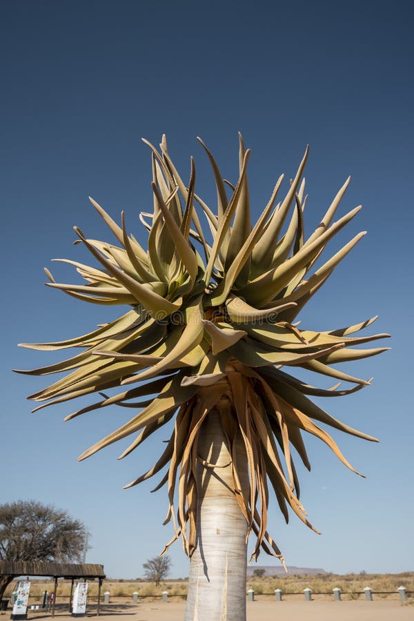 Aloe tree by day stock photo. Image of africa, tree - 234219450