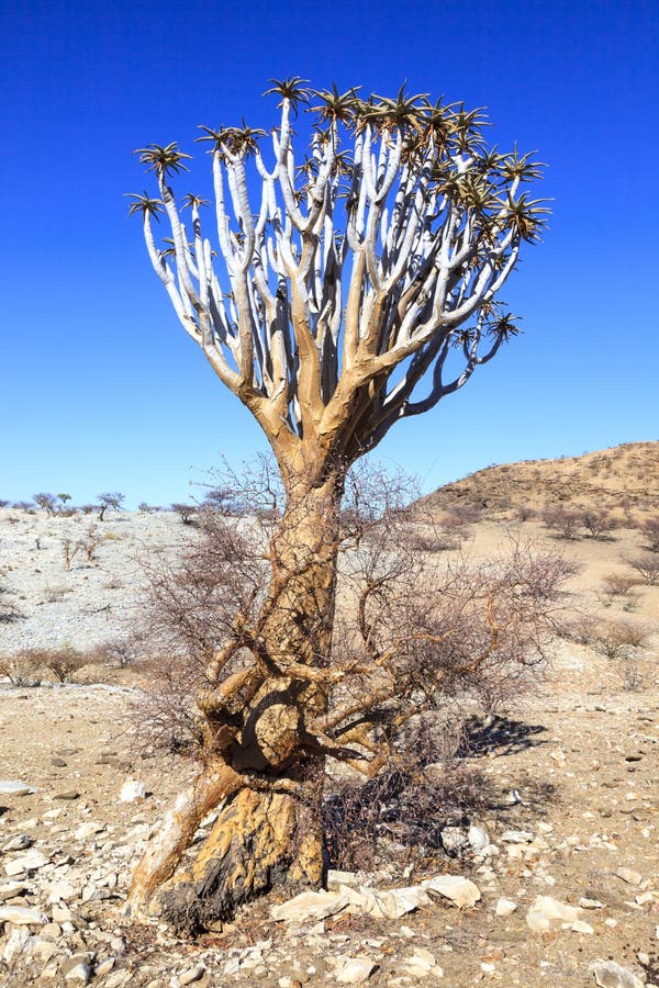 Tree in the Desert at Sossusvlei Namibia Stock Photo - Image of tree ...