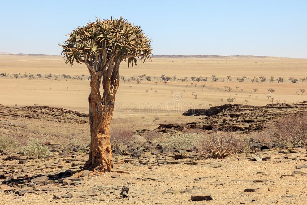 Aloe Tree in the Desert in Namibia Stock Image - Image of namibie, rock ...