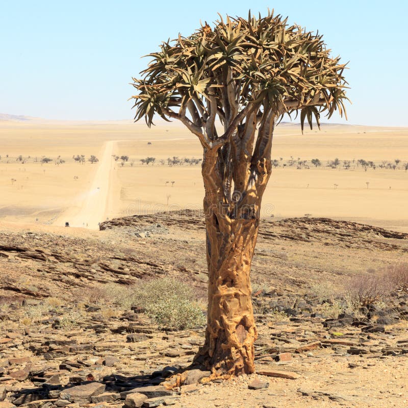 Tree in the Desert at Sossusvlei Namibia Stock Photo - Image of tree ...