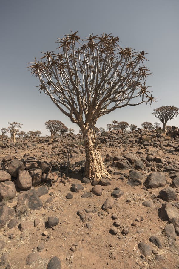 Aloe tree in desert stock photo. Image of survival, quiver - 214496880