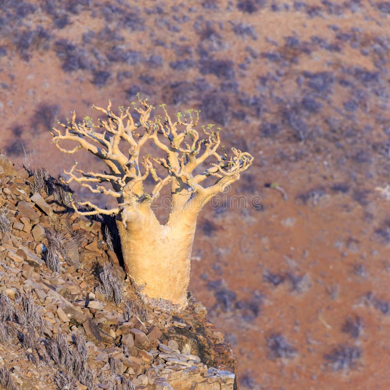 Aloe tree in Namibia stock photo. Image of namibie, landscape - 99490944
