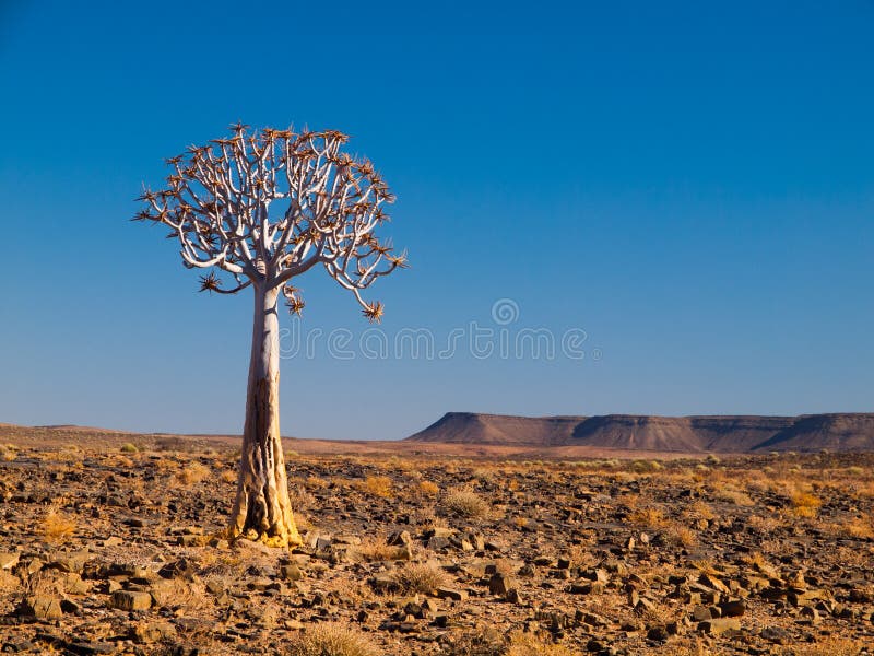 Aloe Tree (quiver) in Fish River Canyon National Park Stock Photo ...