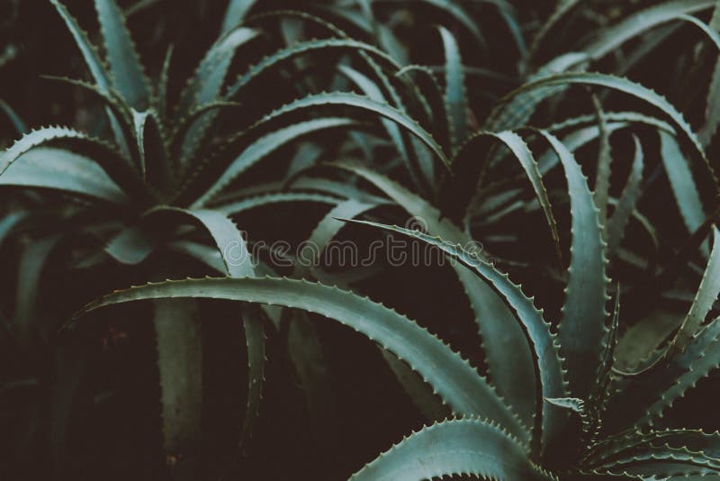 Aloe Veera Tree in the Garden Stock Photo - Image of tree, garden ...