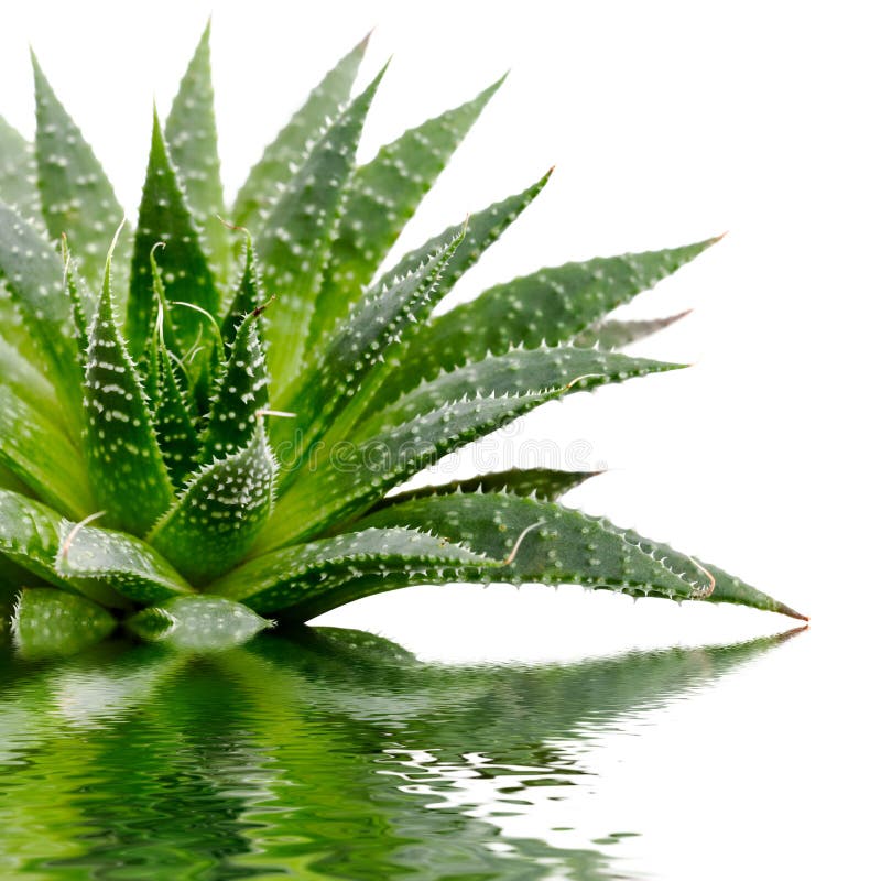 Aloe Vera stock photo. Image of medicinal, reflection - 14232806