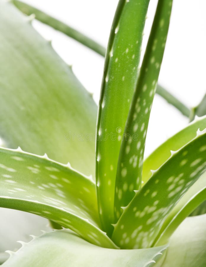 Aloe vera stock image. Image of care, green, moisturizing - 36473489