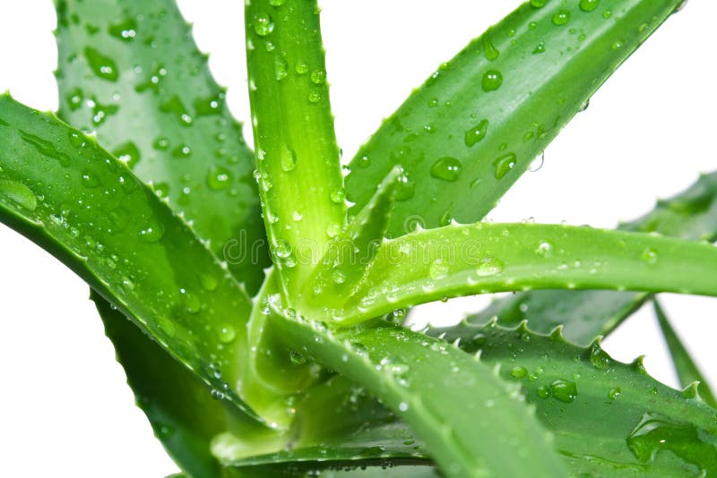 Aloe vera stock photo. Image of industry, flower, fresh - 26056884