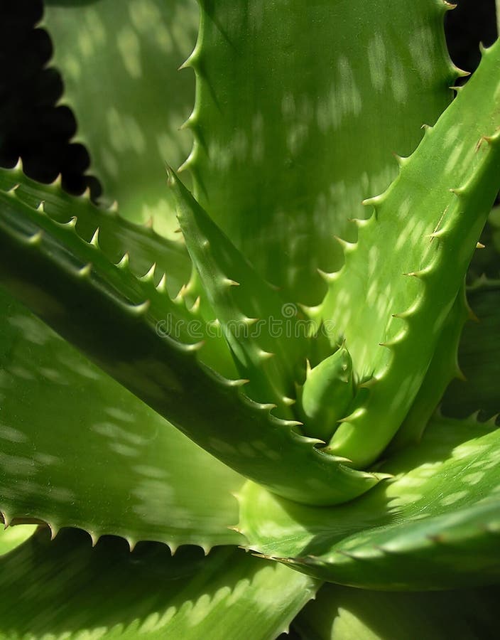 Aloe vera stock image. Image of nature, exotic, heat, desert - 152077