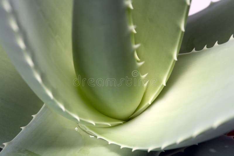 Aloe vera stock photo. Image of plant, agave, aloe, moisturize - 2014802