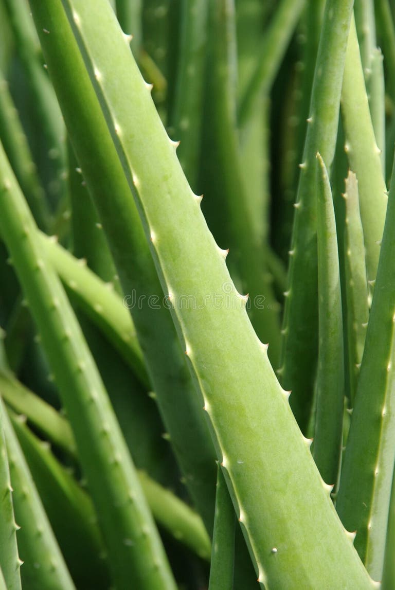 48,313 Aloe Vera Industrries Stock Photos - Free & Royalty-Free Stock ...