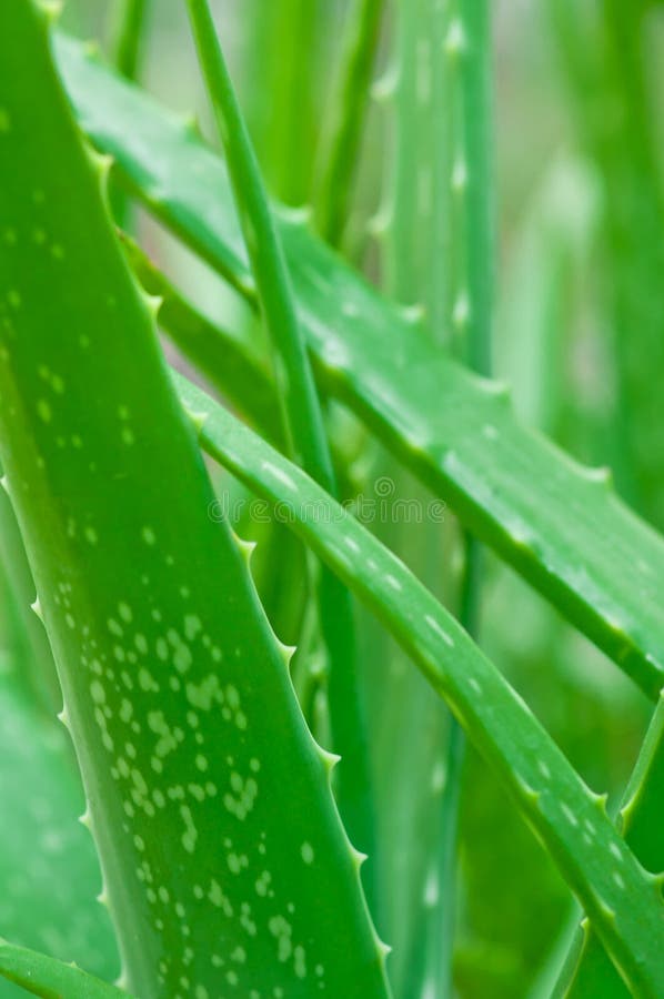 Indian Aloe Vera Plant-I stock photo. Image of green, thorns - 3203296