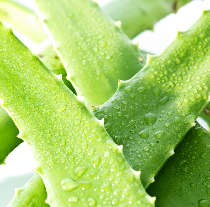 Aloe Vera stock photo. Image of water, aloe, close, background - 9742570