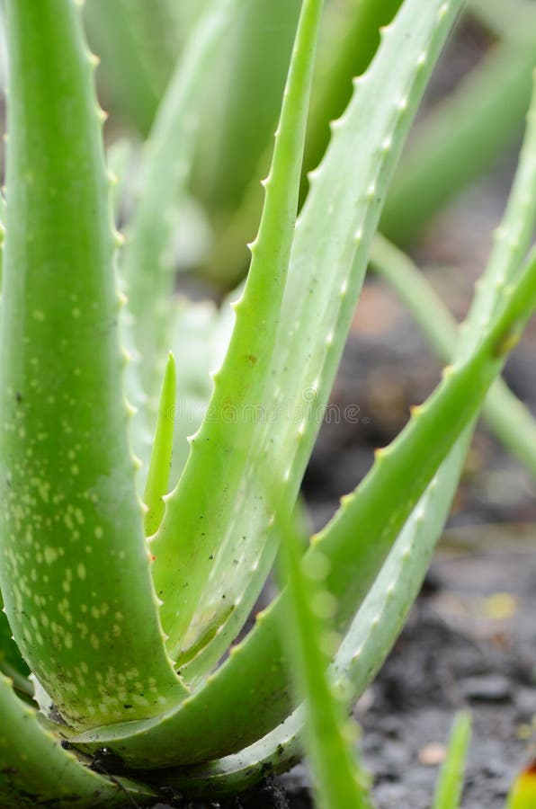 Aloe Vera. stock image. Image of plant, medicine, vera - 25415639