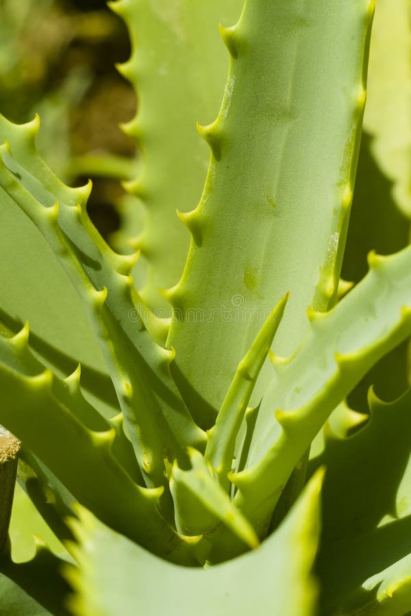 Indian Aloe Vera Plant-I stock photo. Image of green, thorns - 3203296