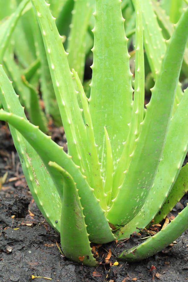 Aloe Vera stock photo. Image of spike, aloha, cure, aloe - 21020712