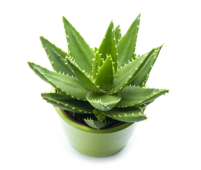 Aloe vera stock photo. Image of aloe, body, facial, growth - 15707884