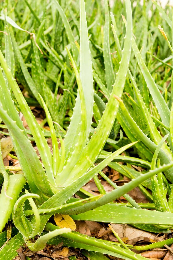 Aloe Vera stock image. Image of vegetation, medicinal - 9012345