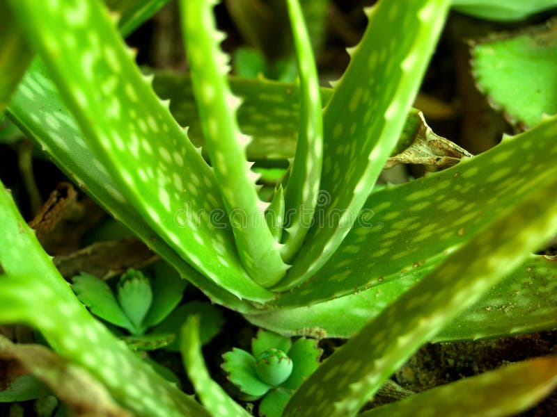 Aloe vera 06 stock image. Image of thorns, domestic, aloe - 617813