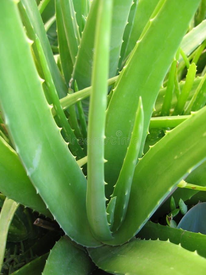 66+ Herb aloe vera Free Stock Photos - StockFreeImages - Page: 2 66+ Herb aloe vera Free Stock Photos - StockFreeImages - Page: 2