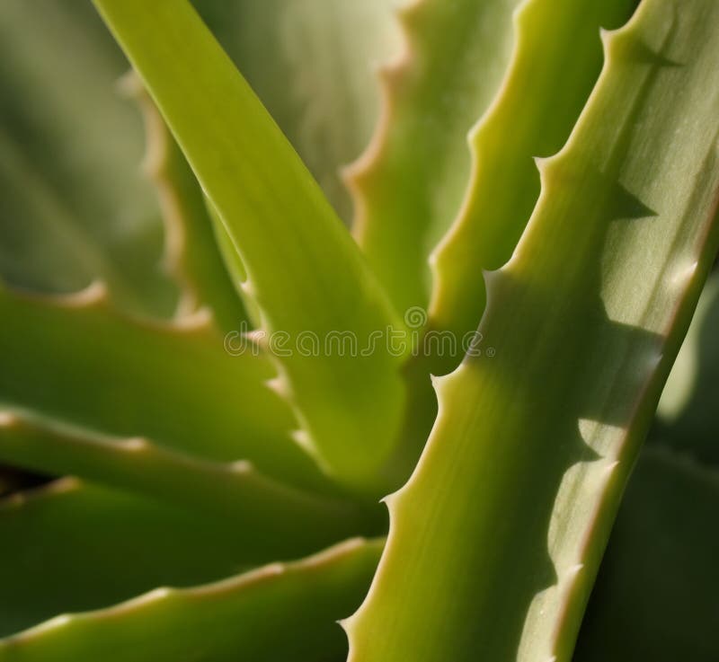 Indian Aloe Vera Plant-I stock photo. Image of green, thorns - 3203296
