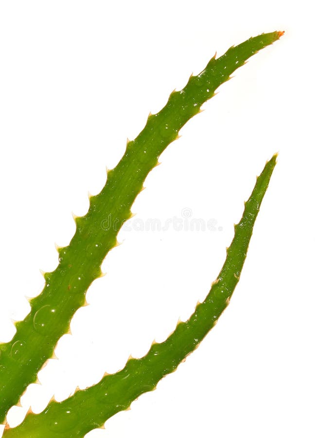 Aloe vera stock photo. Image of succulent, plant, care - 11994924