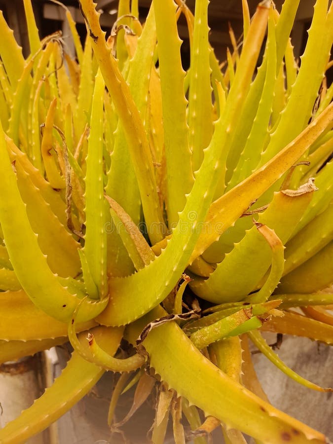 Aloe Vera is a Beautiful Plant Full of Meaning Stock Photo - Image of ...