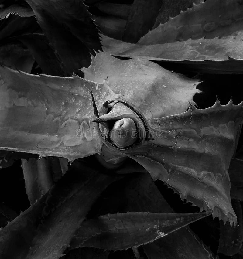 Aloe Vera Black and White stock photo. Image of aloe - 100560930